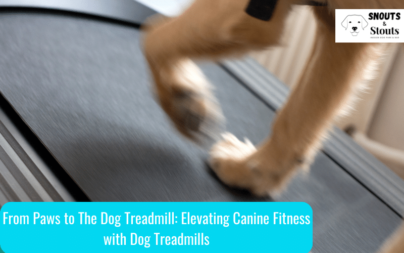 From Paws To The Dog Treadmill: Elevating Canine Fitness With Dog ...