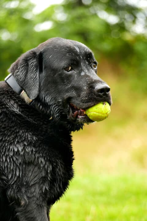 Understanding The Dog Side Eye: What It Means And Why It Happens ...