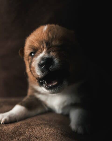 Understanding The Dog Side Eye: What It Means And Why It Happens ...