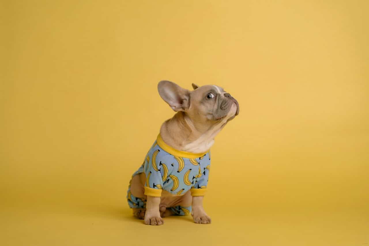 Understanding The Dog Side Eye: What It Means And Why It Happens ...