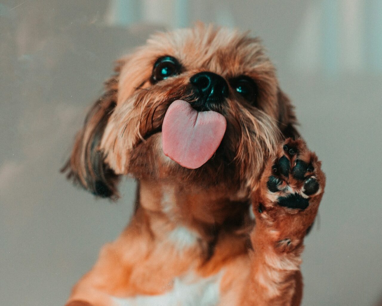 Dog Licking Paws? A Comprehensive Guide For Dog Owners - Canine Cardio