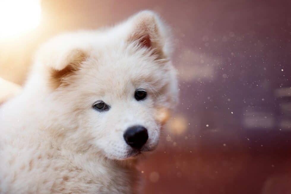 Guide To Puppy Socialization: Tips For Happy, Confident Dogs - Canine ...