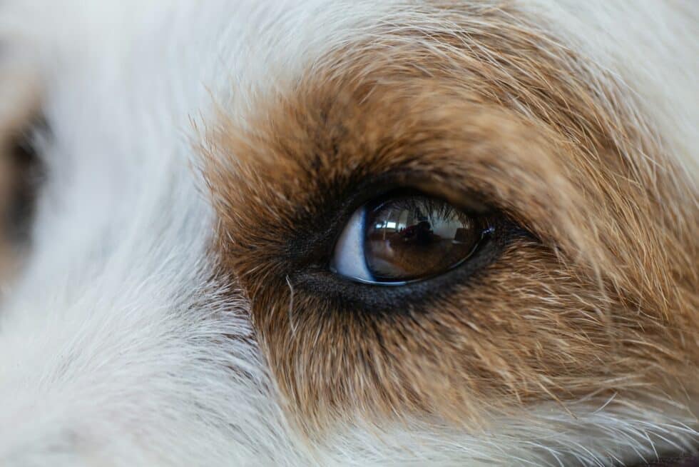 How Do Dogs See The World? Understanding Canine Vision And Perception ...