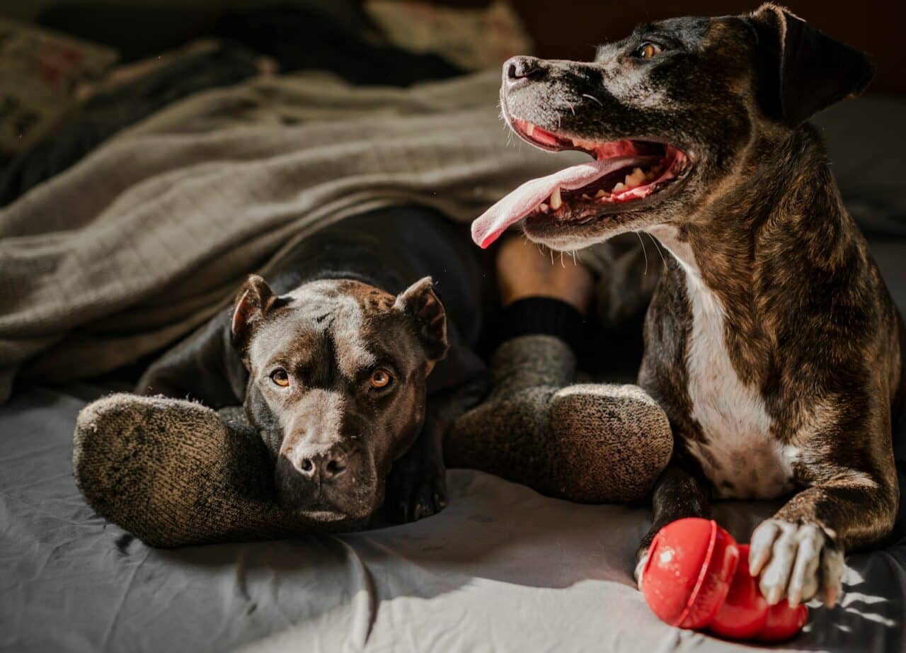 When Do Dogs Stop Growing? Understanding Your Dog's Growth Timeline ...