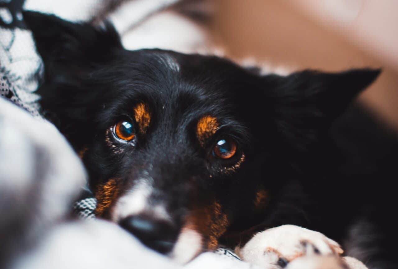 How Do Dogs See The World? Understanding Canine Vision And Perception ...