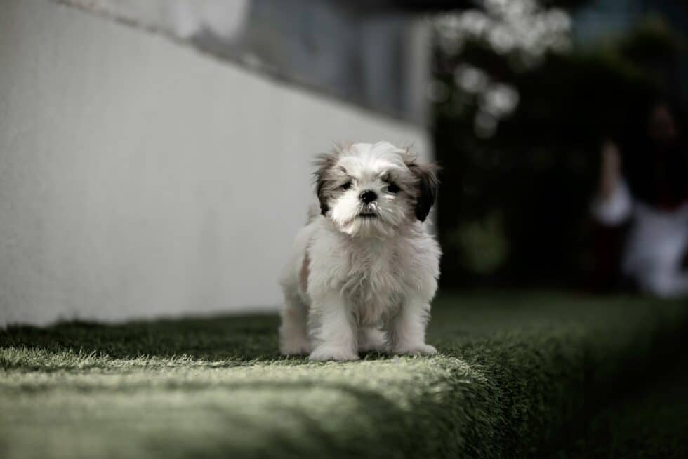 When Do Dogs Stop Growing? Understanding Your Dog's Growth Timeline ...