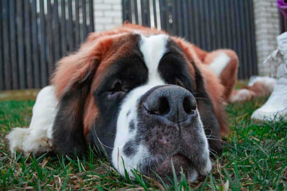The Top 10 Big Dogs: Breeds, Care Tips, And Facts You Need To Know