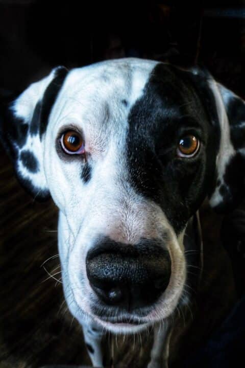 How Do Dogs See The World? Understanding Canine Vision And Perception ...