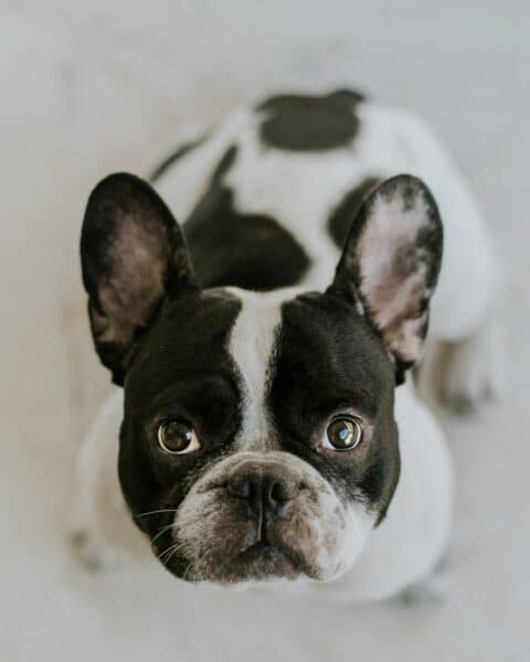 How Do Dogs See The World? Understanding Canine Vision And Perception ...