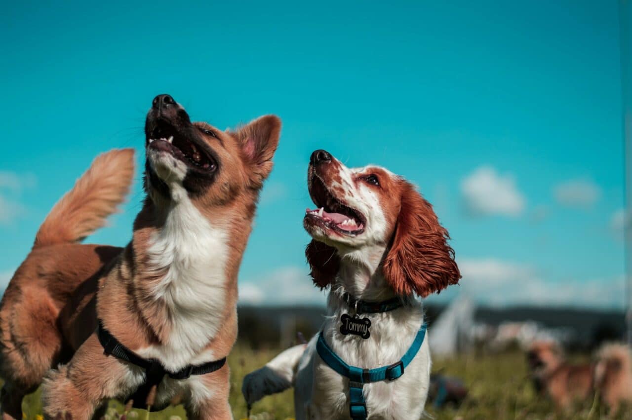 The Best Family Dogs For Every Kind Of Household - Canine Cardio