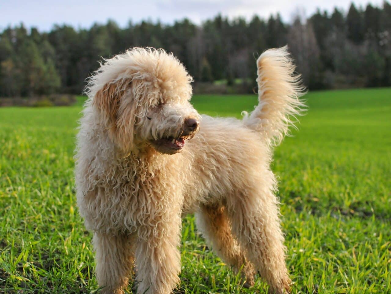 How Does A Dog Get Ringworm? Causes, Symptoms, And Treatments - Canine ...