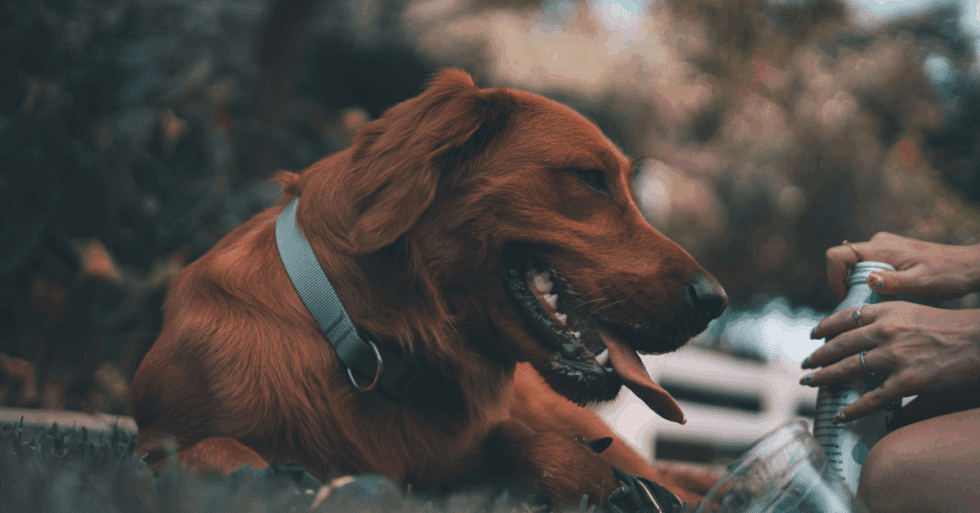 Dog Enrichment With Purpose: How Canine Cardio In Arlington Helps Dogs ...