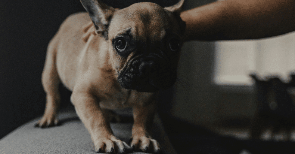 Scared Dog In Arlington, VA? How To Turn Fear Into Focus With Canine ...