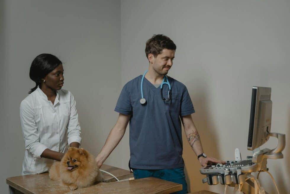 Essential Guide To Ring Worms In Dogs: Symptoms And Treatment Options