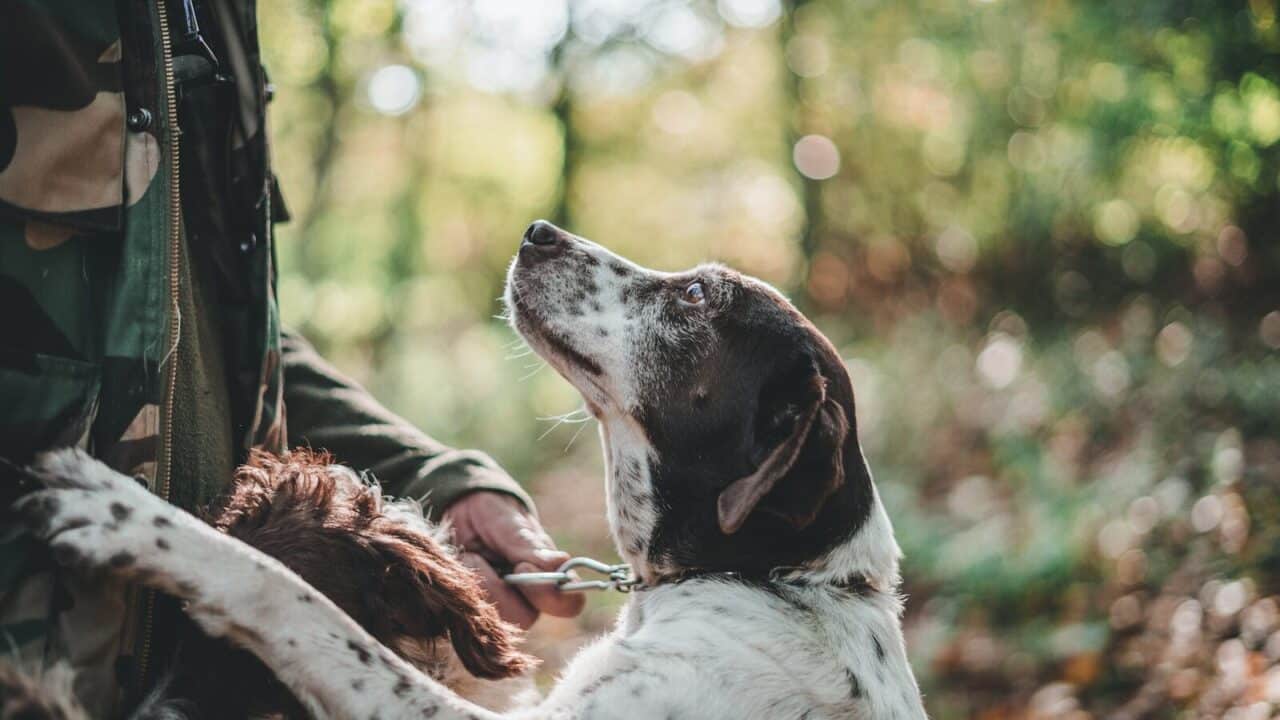 Why Do Dogs Love Humans? Exploring The Bond Between Dogs And People