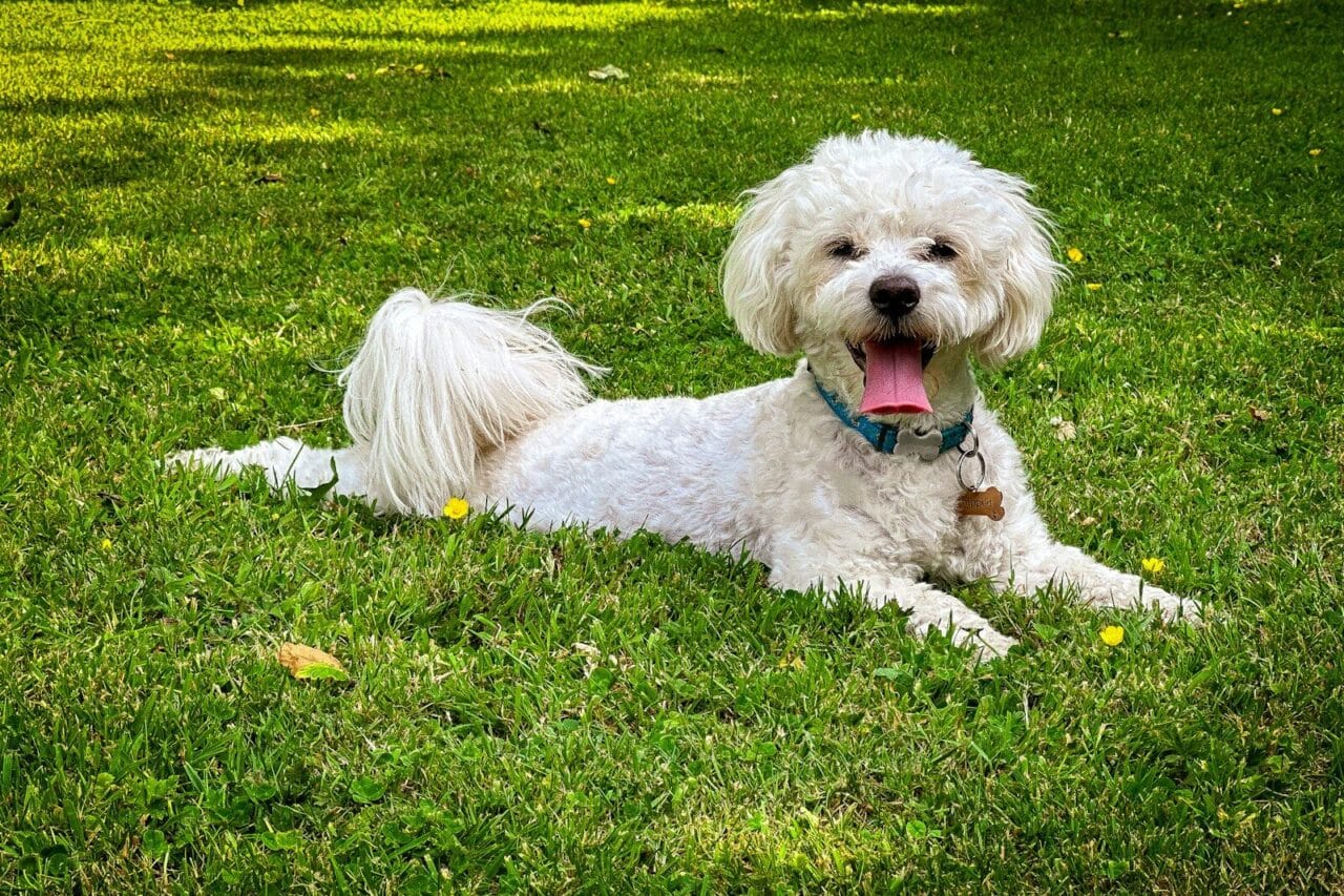 Why Is My Dog Panting? Understanding The Causes And When To Seek Help ...