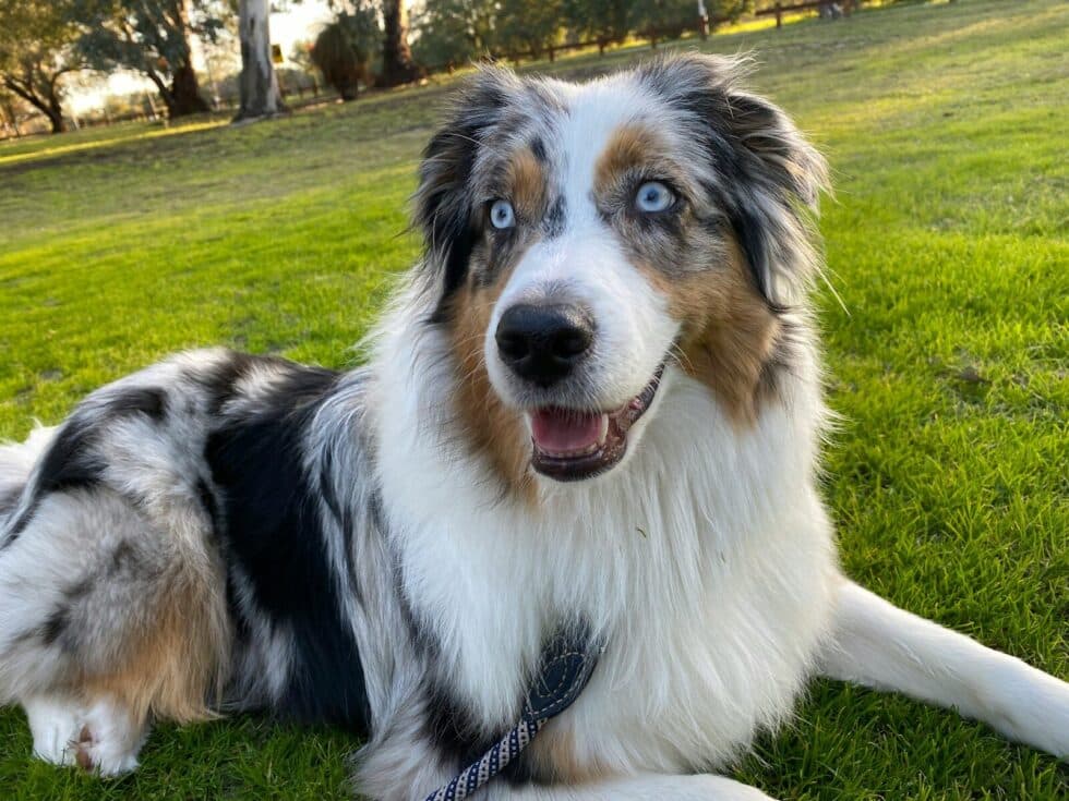 Why Does My Dog Eat Poop? Understanding And Solutions For Pet Owners