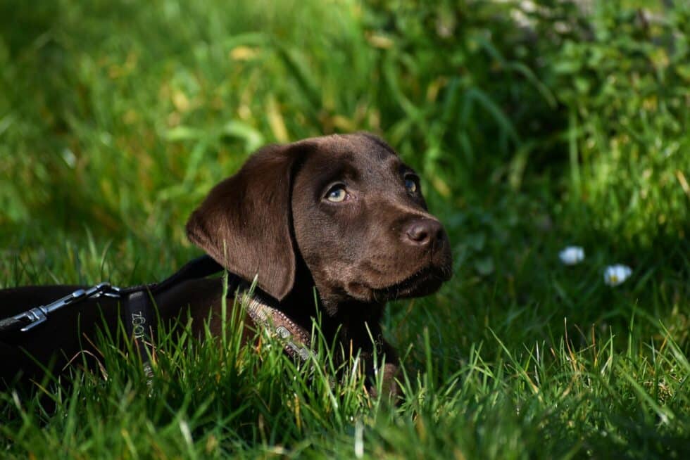 Essential Guide To Ring Worms In Dogs: Symptoms And Treatment Options